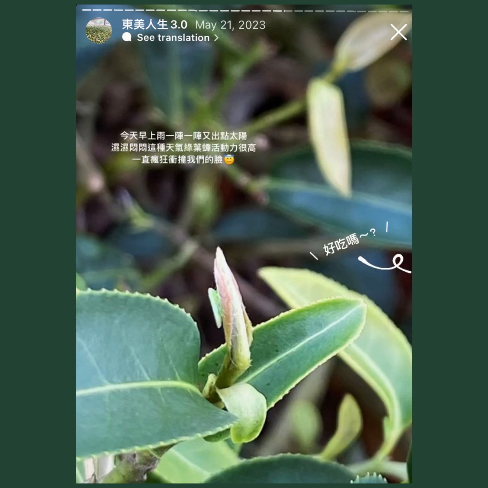 特選著蜒茶 – 東方美人金屬徽章 – 茶道散步 Tea Strolling